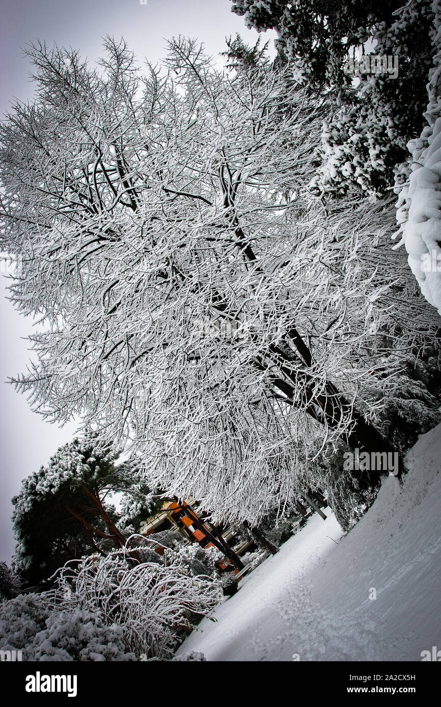 Tall snow tree after a rare roman snowfall Stock Photo - Alamy