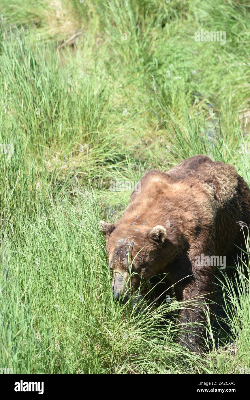 Old boar hi-res stock photography and images - Alamy
