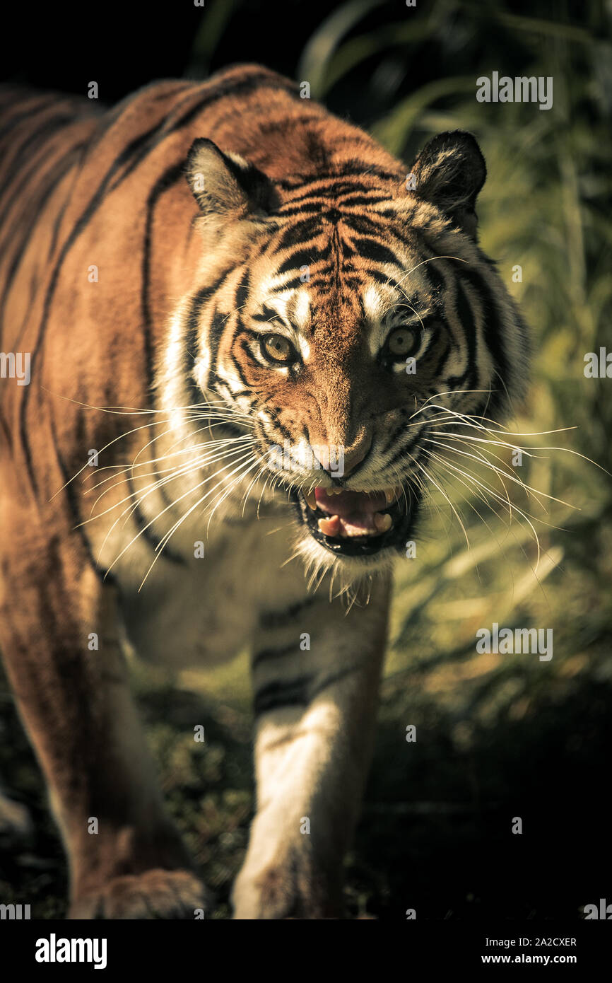 Tiger Attack Stock Photos & Tiger Attack Stock Images - Alamy