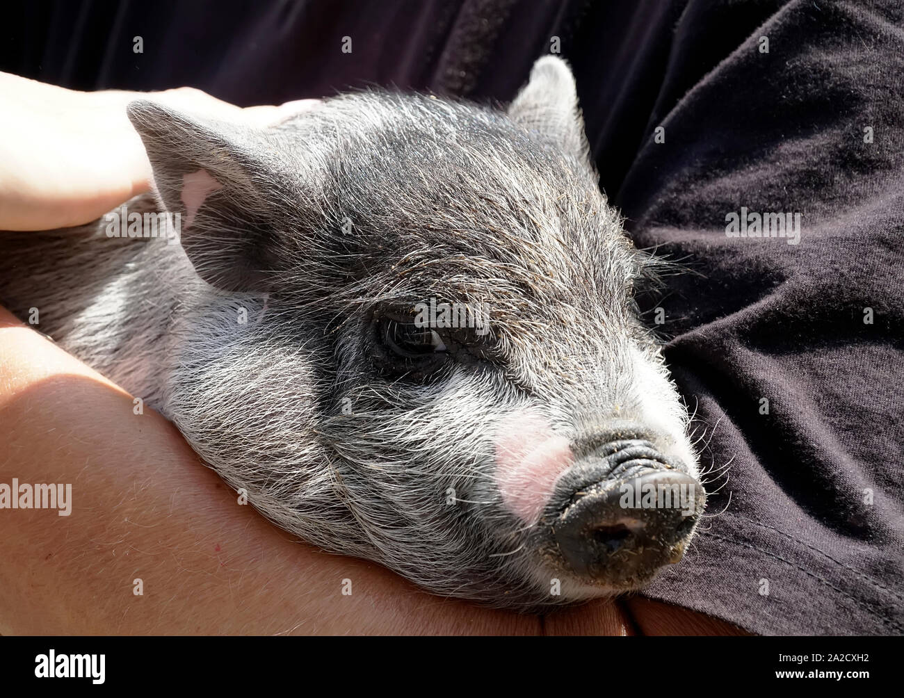 Nice piggy hi-res stock photography and images - Alamy