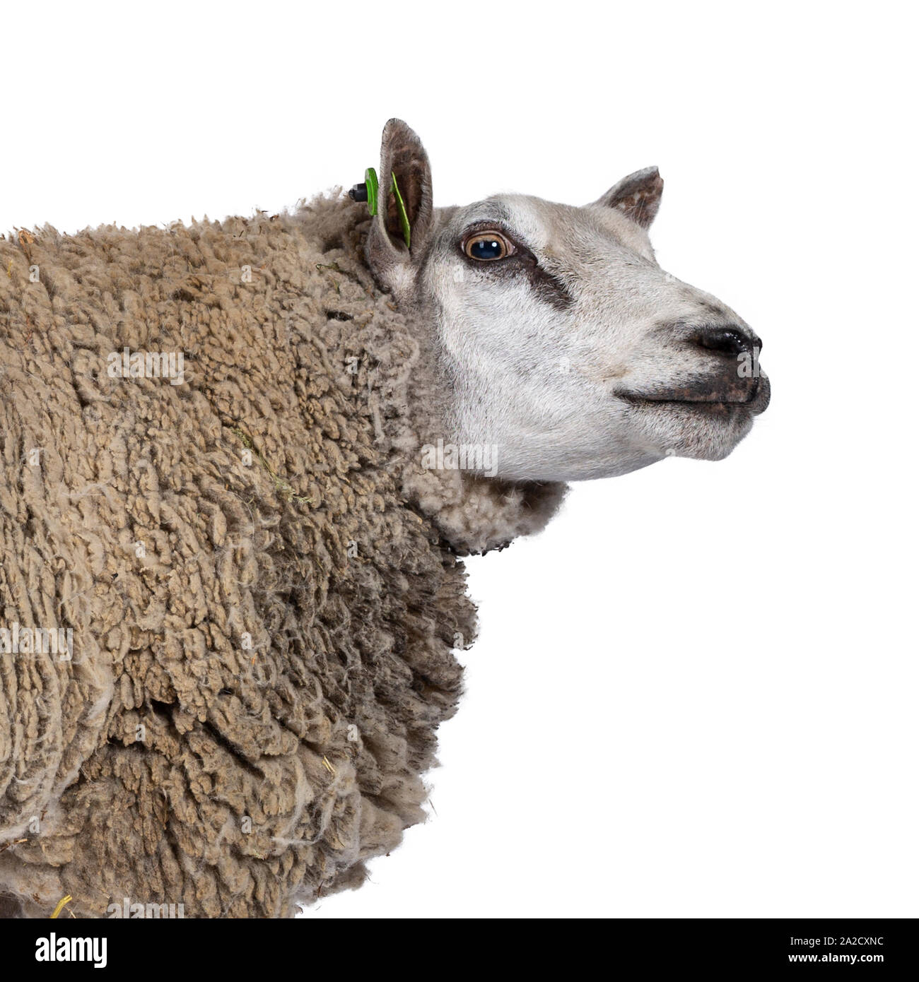 Head shot of common white sheep in full wool, standing side ways ...