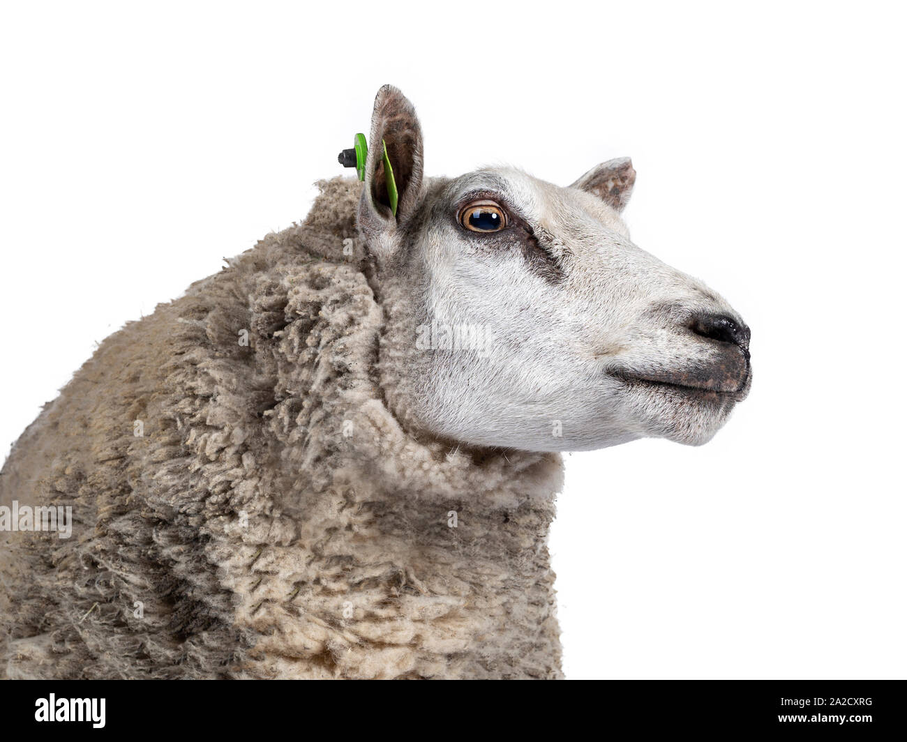 Head shot of common white sheep in full wool, standing side ways ...