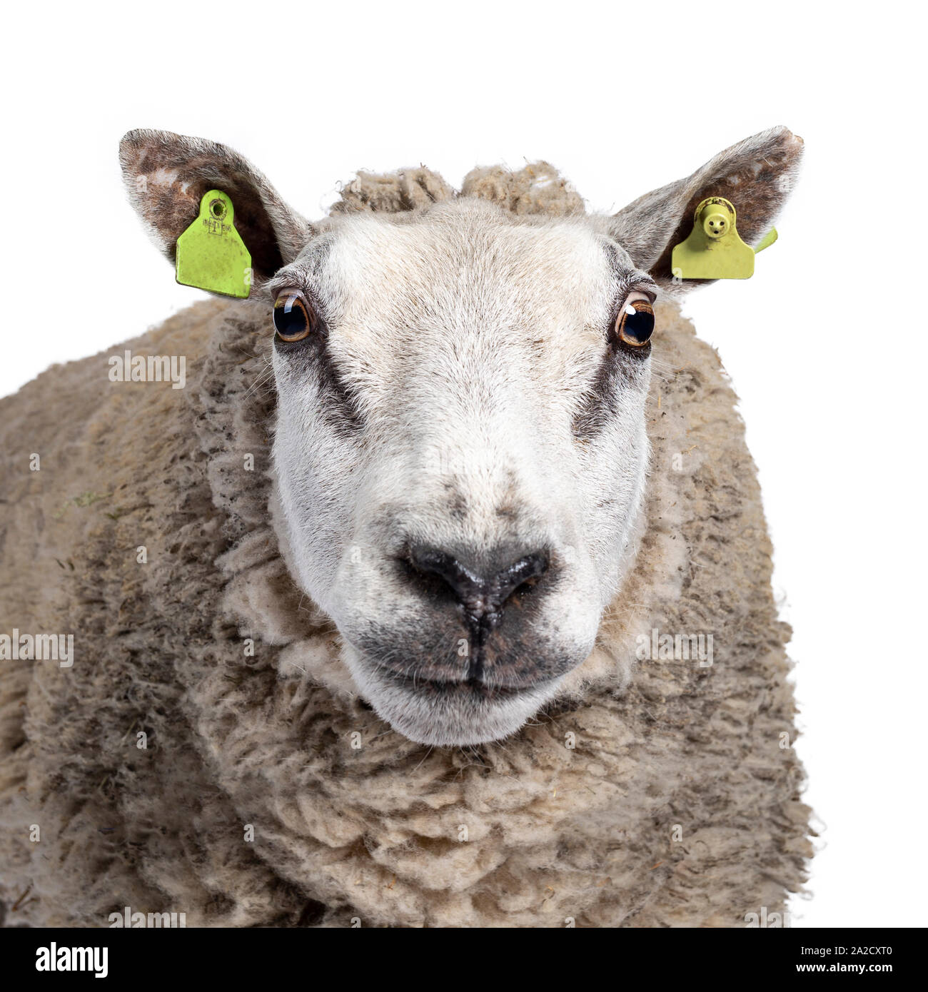 White Sheep White Background