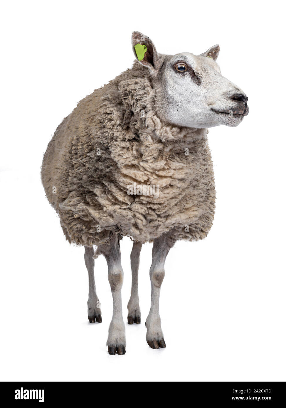 Full body shot of common white sheep in full wool, front view. Looking ...