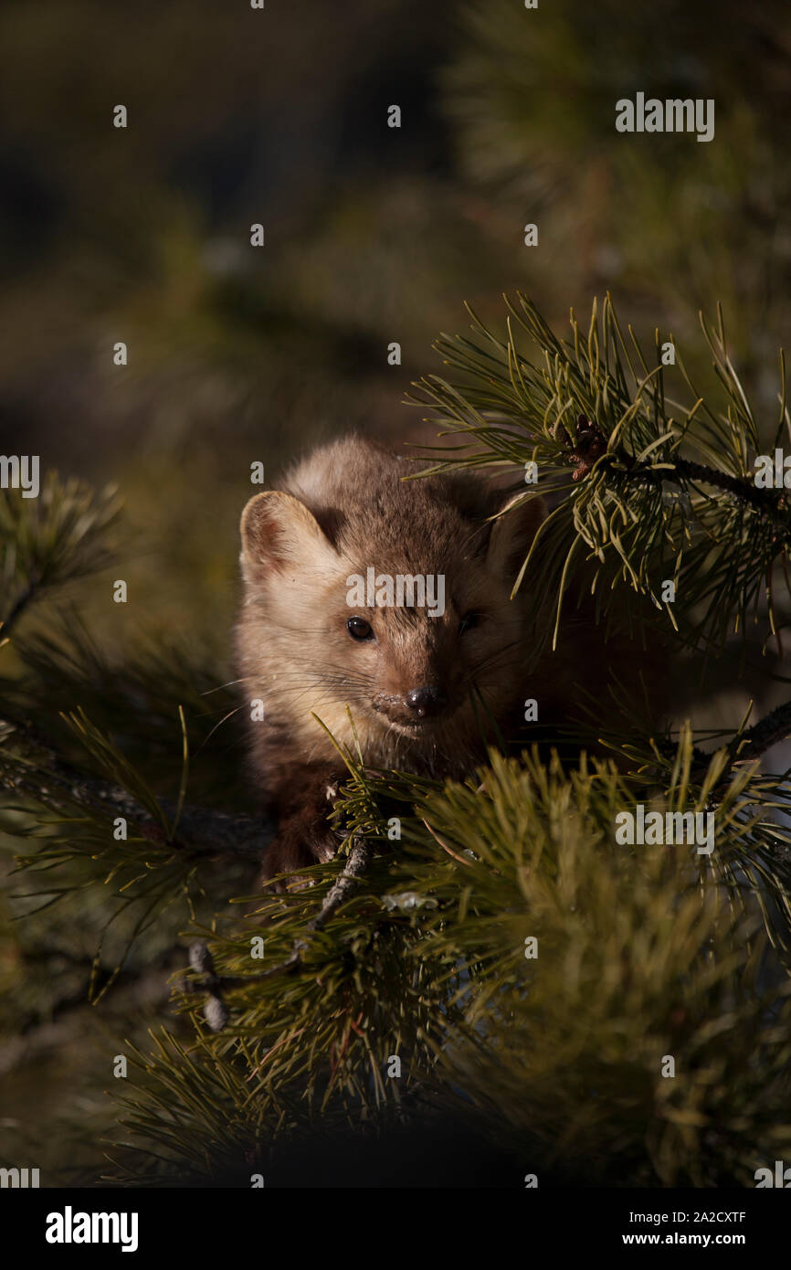 American marten americana hi-res stock photography and images - Alamy