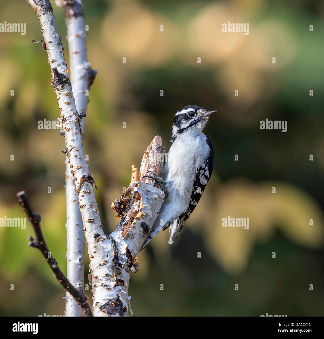 Female Downy Woodpecker Stock Photo - Alamy