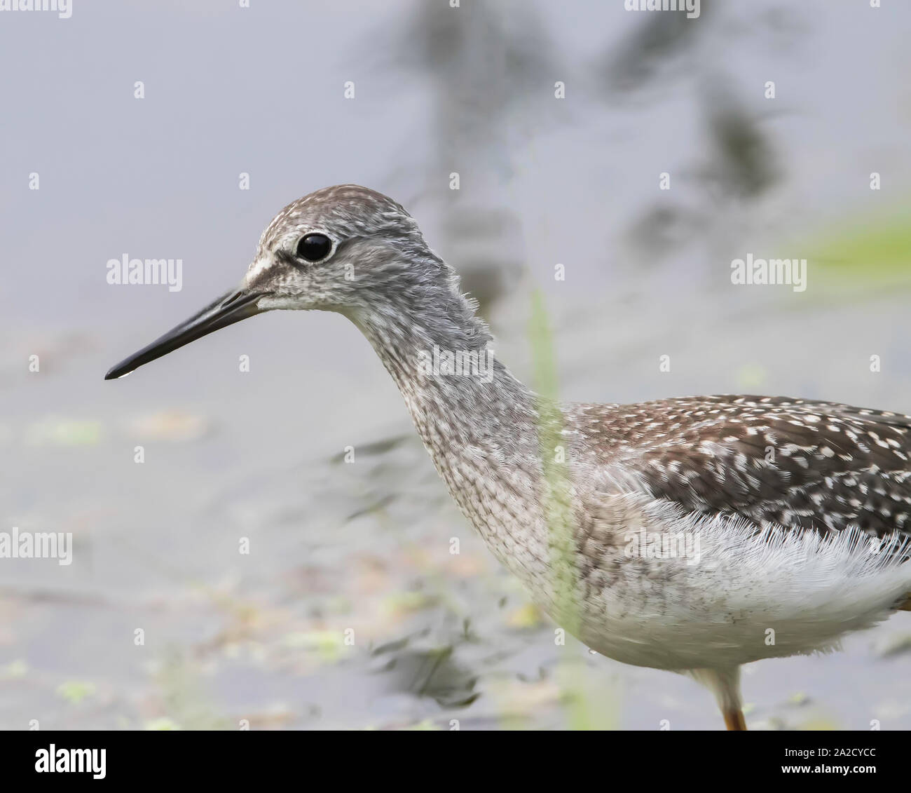 Lesser yellow legs hi-res stock photography and images - Alamy