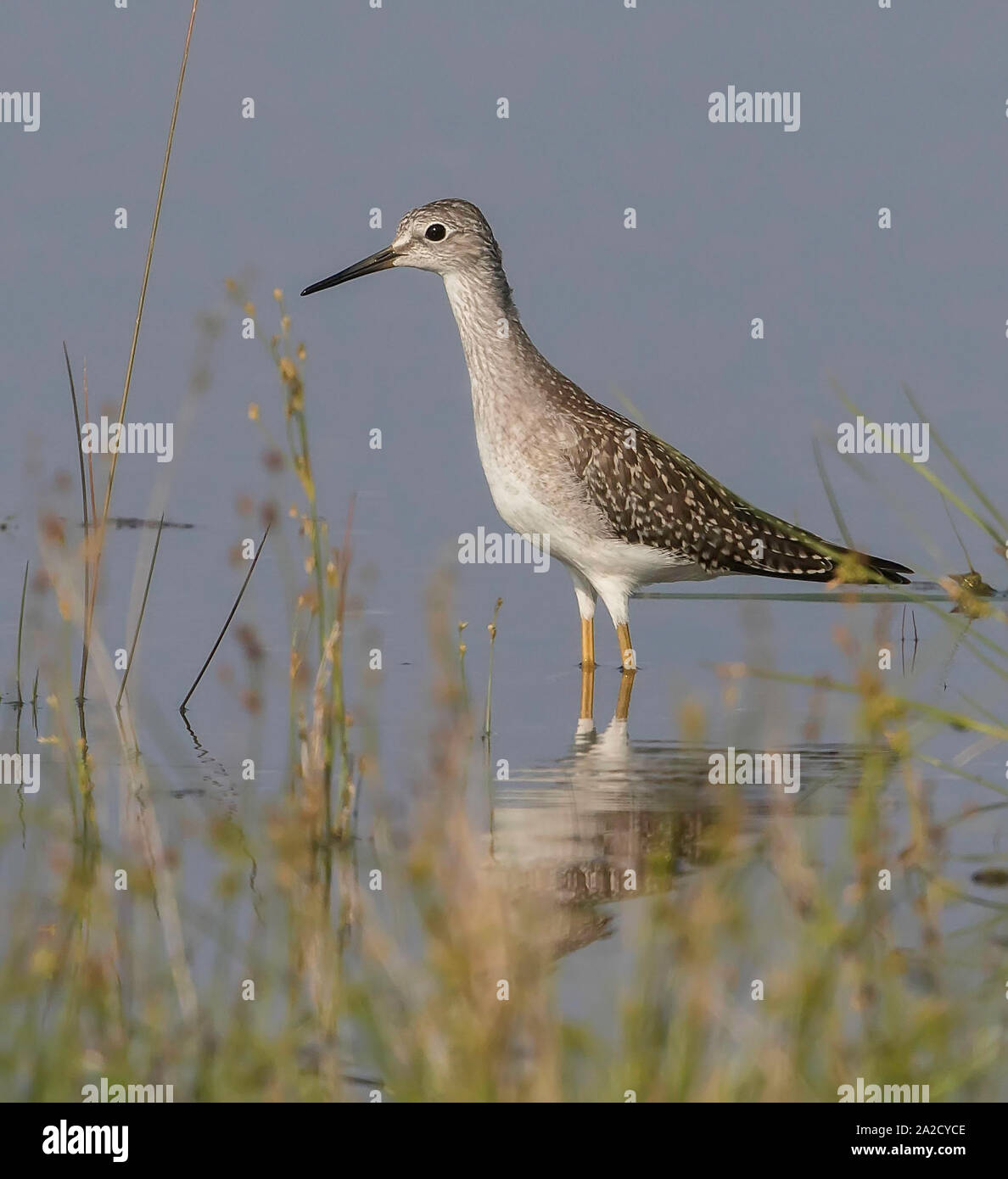 Lesser Yellowlegs in Alaska Stock Photo - Alamy