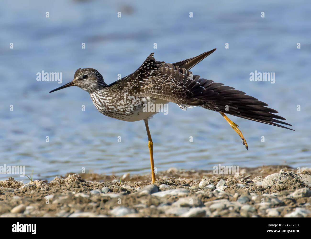 Tail bobbing wading bird hi-res stock photography and images - Alamy