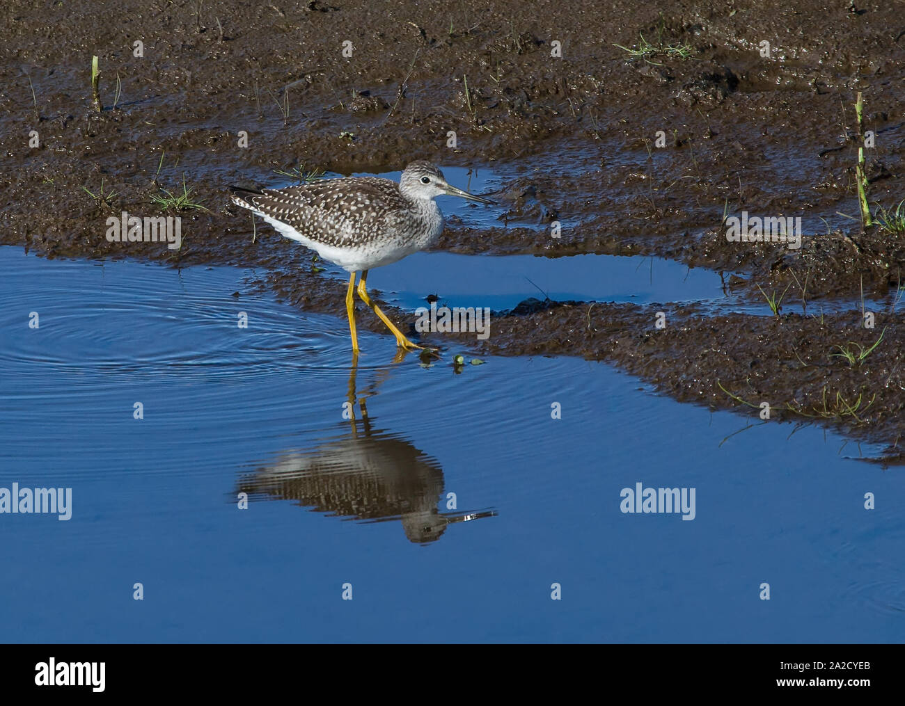 Tail bobbing wading bird hi-res stock photography and images - Alamy