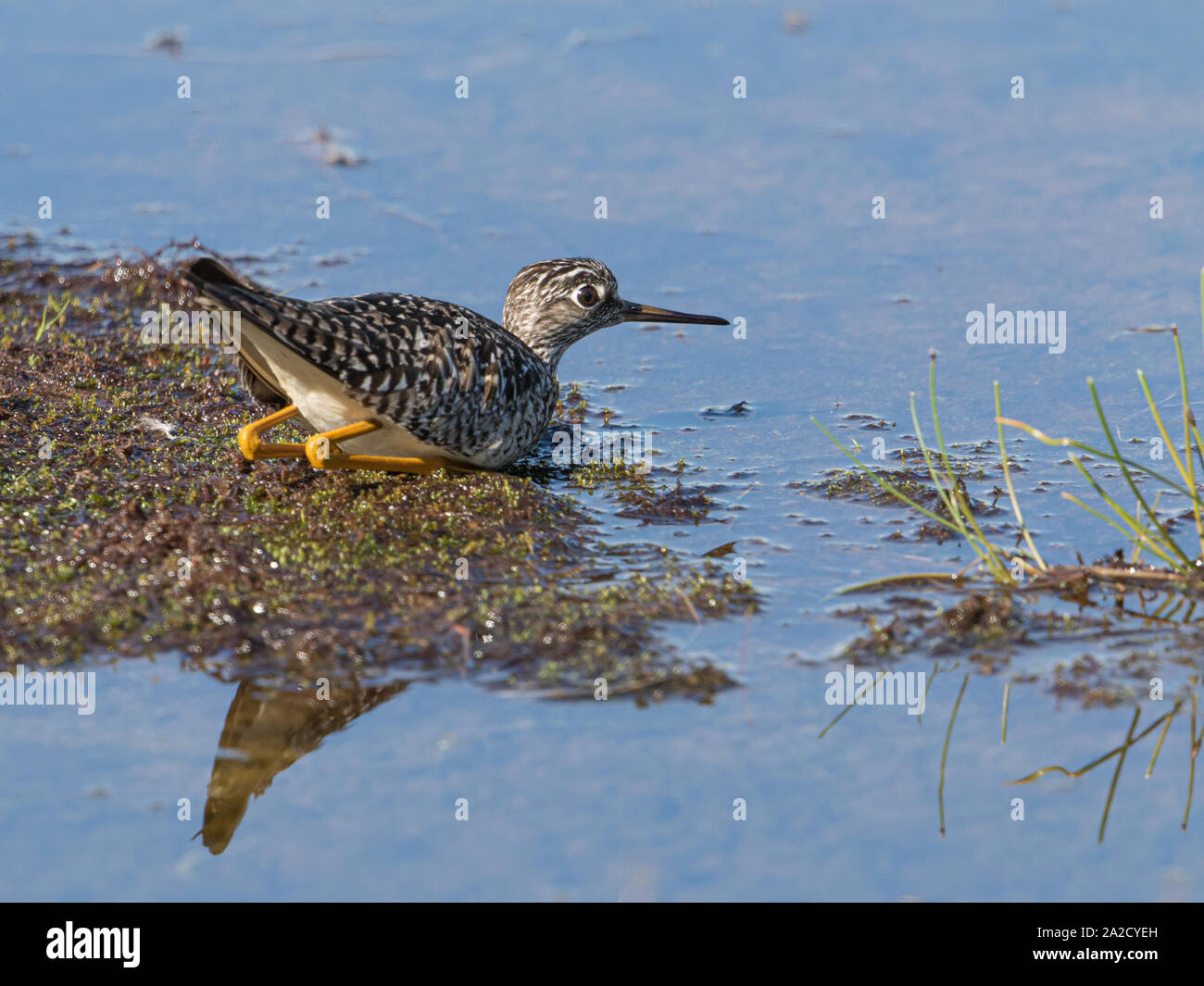 Lesser yellow legs hi-res stock photography and images - Alamy
