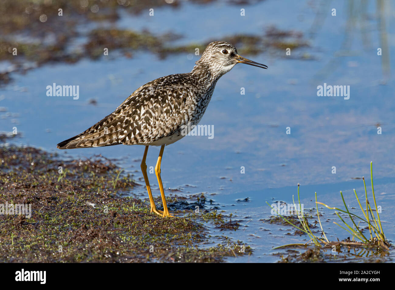 Lesser yellow legs hi-res stock photography and images - Alamy