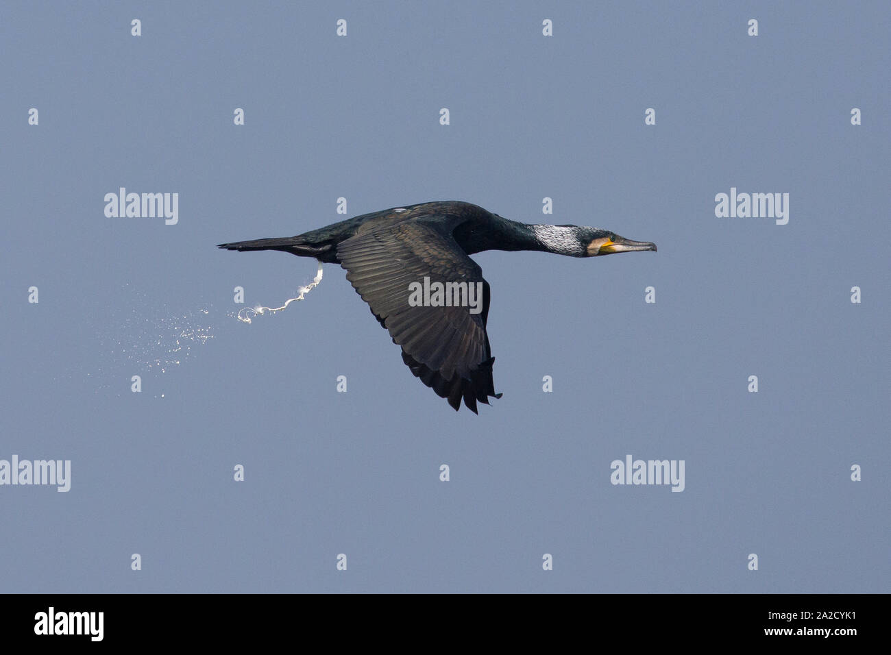 Cormorant birds in flight hi-res stock photography and images - Alamy