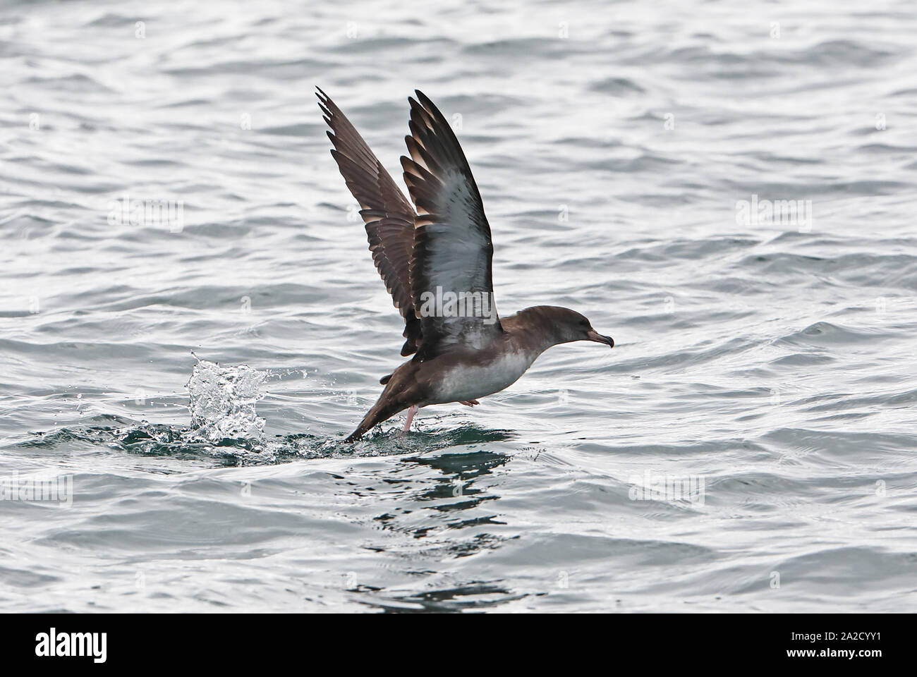 Pink-footed Shearwater (Ardenna creatopus) adult taking off from the ...