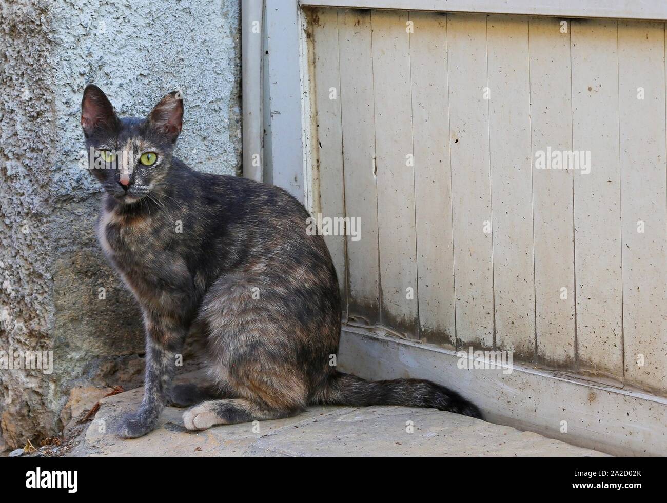 Three legged cat hi-res stock photography and images - Alamy
