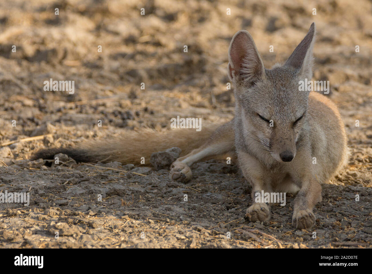 India Fox Stock Photos & India Fox Stock Images - Alamy