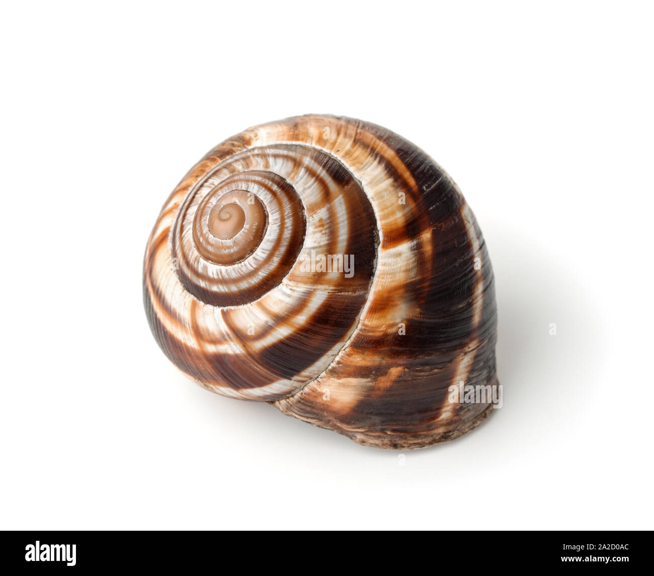 Empty snail shell hi-res stock photography and images - Alamy