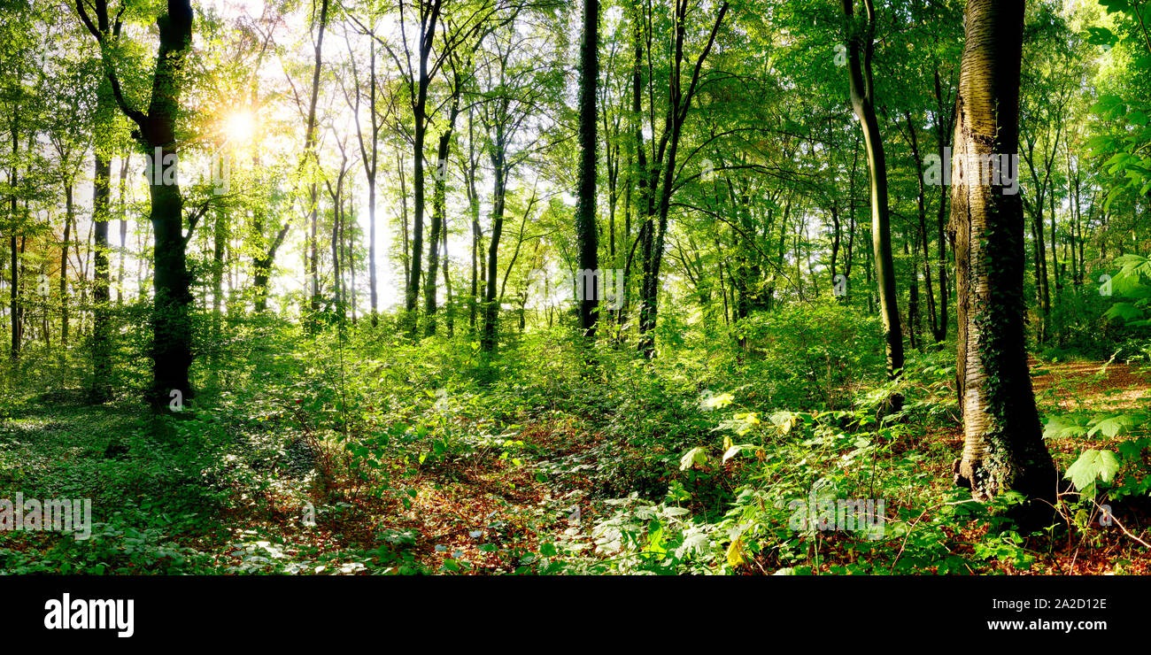 Wonderful day in the forest with green trees and bright sun Stock Photo ...