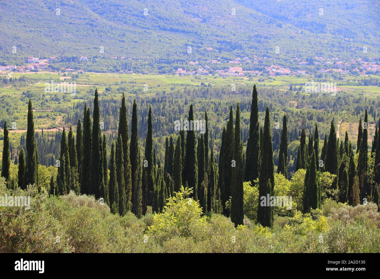 Croatia landscape with cypress trees in Konavle. Mountain valley ...