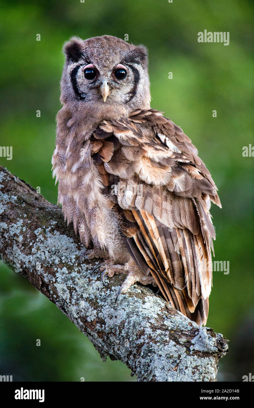 Verreauxs Eagle-Owl (Bubo lacteus) perching on branch, Ngorongoro ...