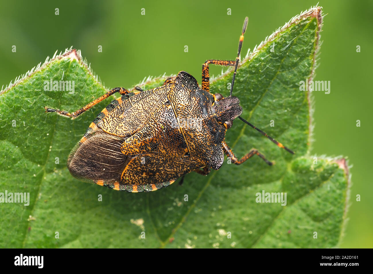 Dorsal view of bronze shieldbug hi-res stock photography and images - Alamy