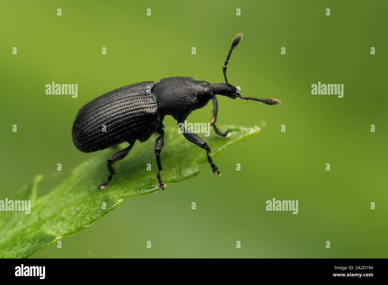 Elm Beetle High Resolution Stock Photography and Images - Alamy