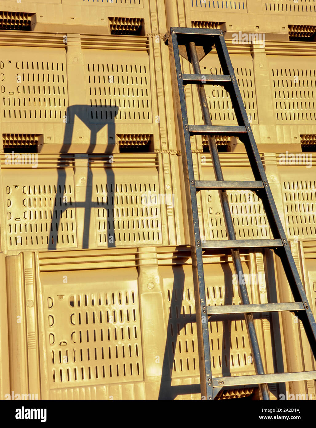 Orchard ladder leaning against fruit packing crates, Hood River County ...
