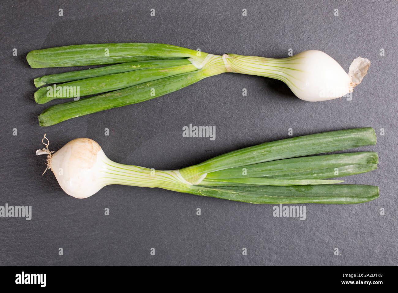 Large fresh raw spring onion on black slate with copy space Stock Photo ...