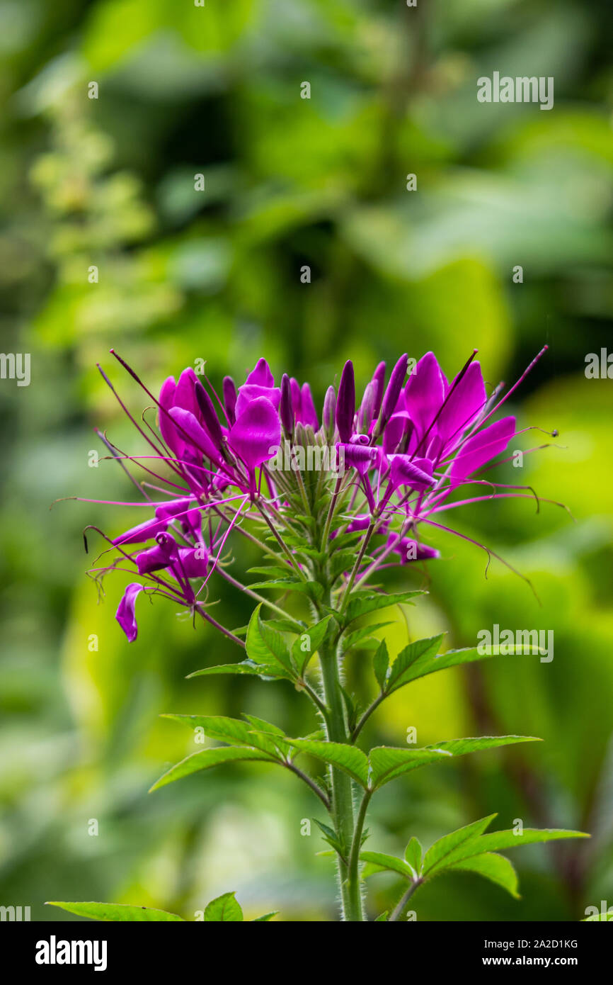 Dark pink long stemed flowers isolated from background Stock Photo - Alamy