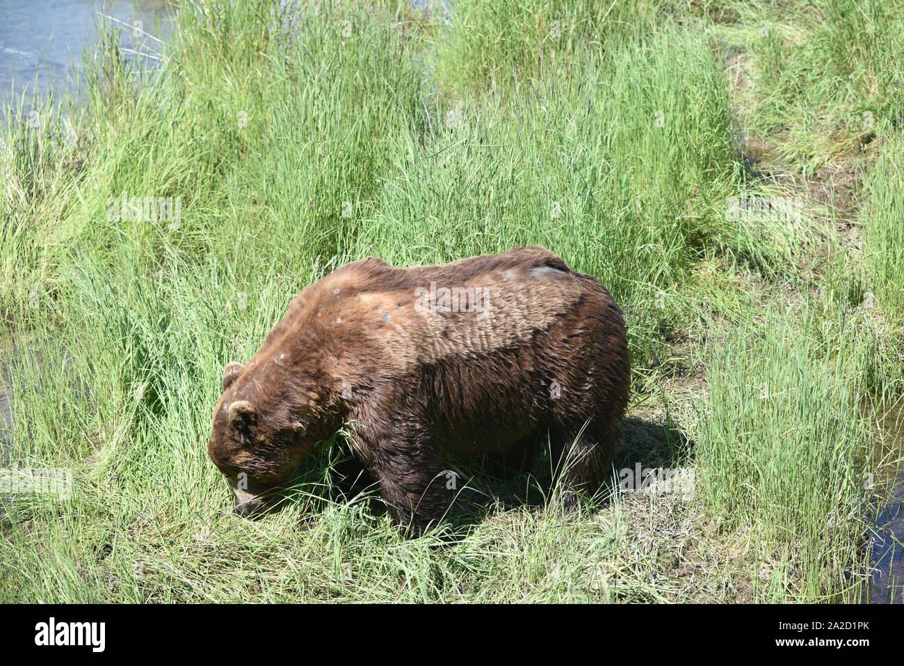Katmai National Park, Alaska. U.S.A. June 26-28, 2019. Coastal brown ...