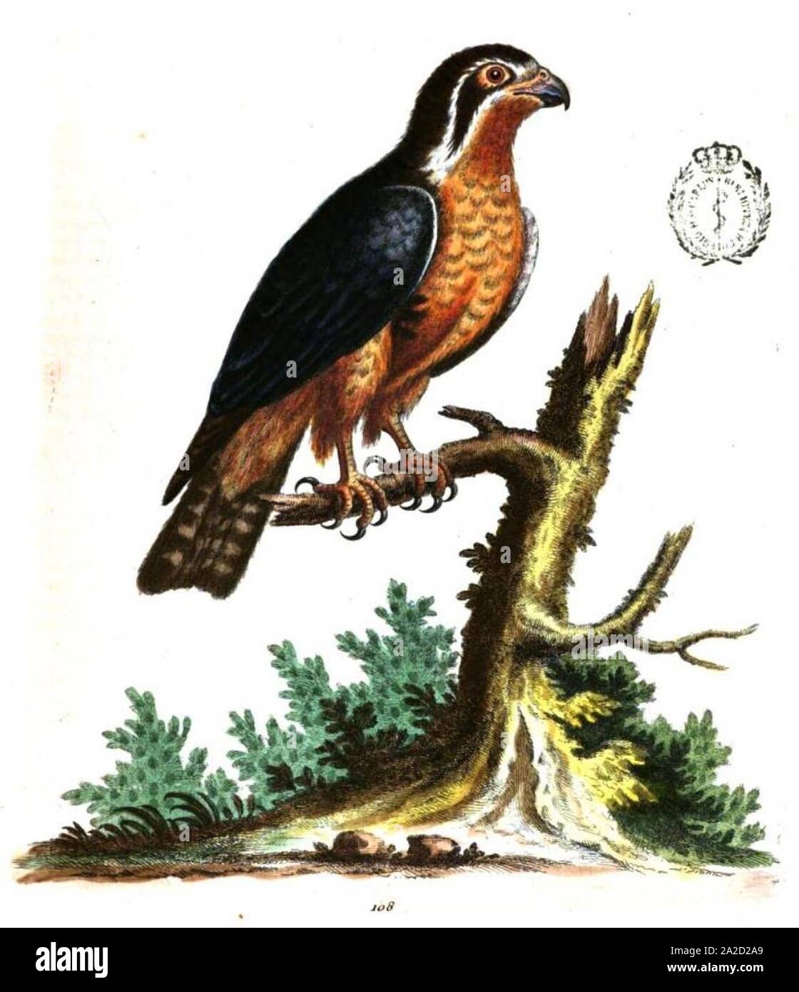 Edwards 1750 little black and orange coloured Indian hawk cropped Stock ...