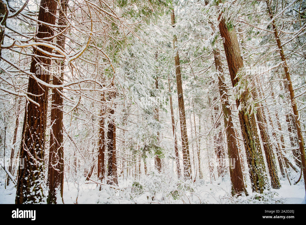 Bainbridge island landscape hi-res stock photography and images - Alamy