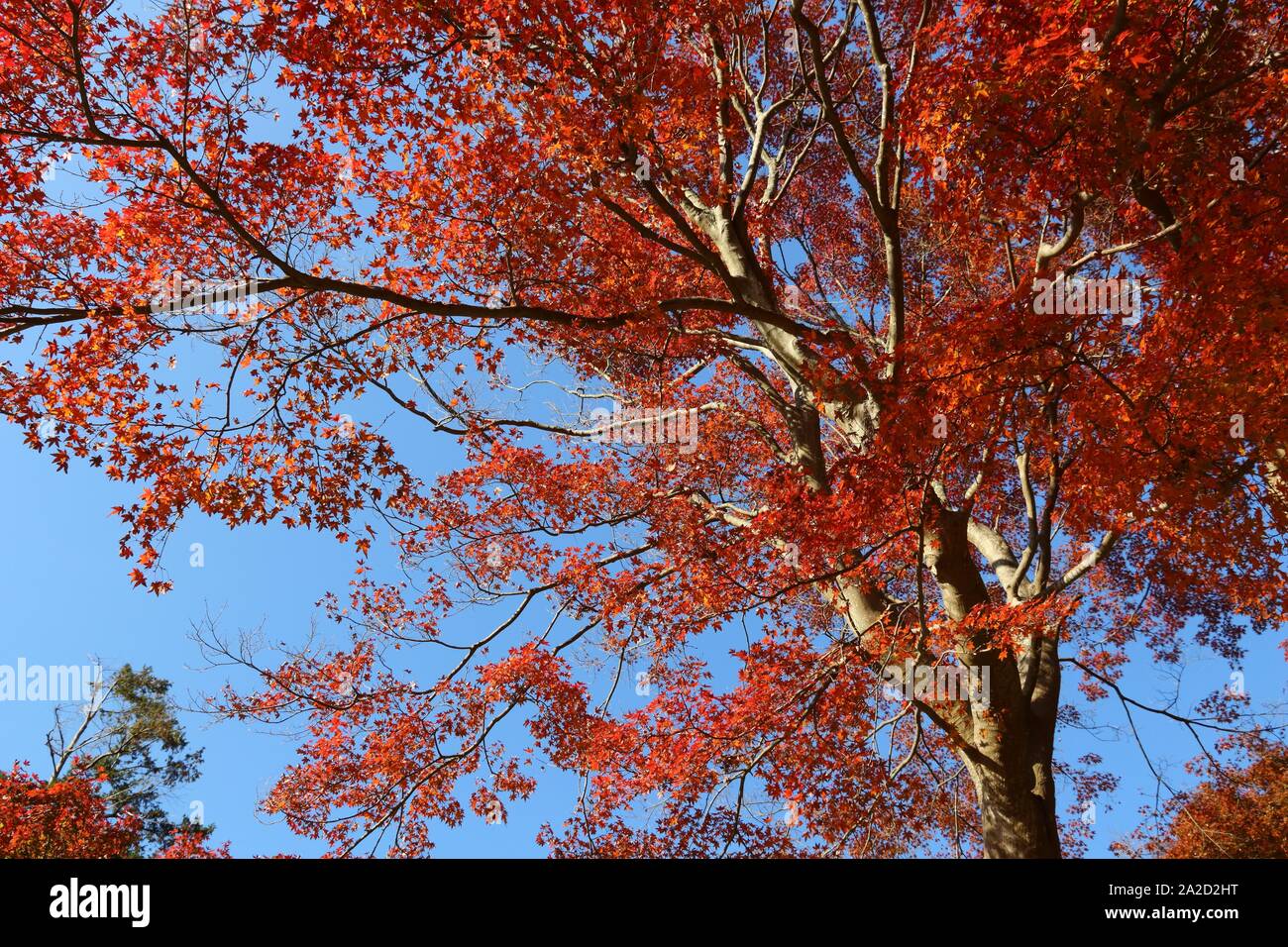 Japan autumn leaves - red maple tree leaves in a park in Kamakura ...