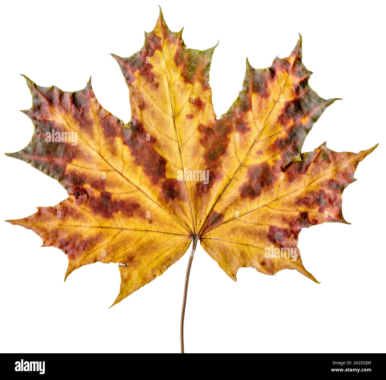 detailed image of bright red-yellow autumn maple leaf isolated on white ...