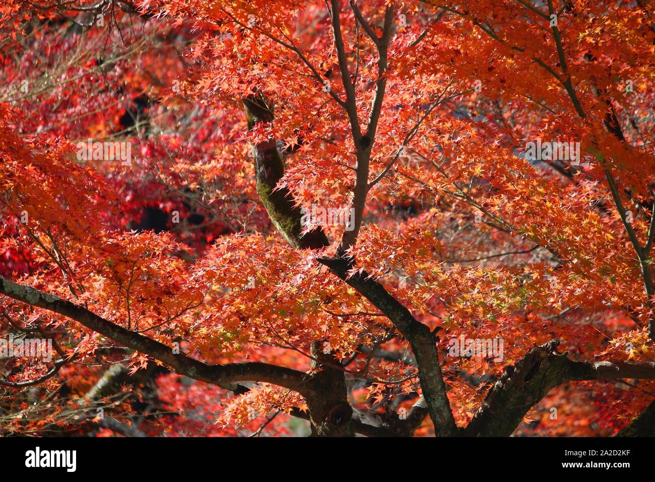 Red momiji tree hi-res stock photography and images - Alamy