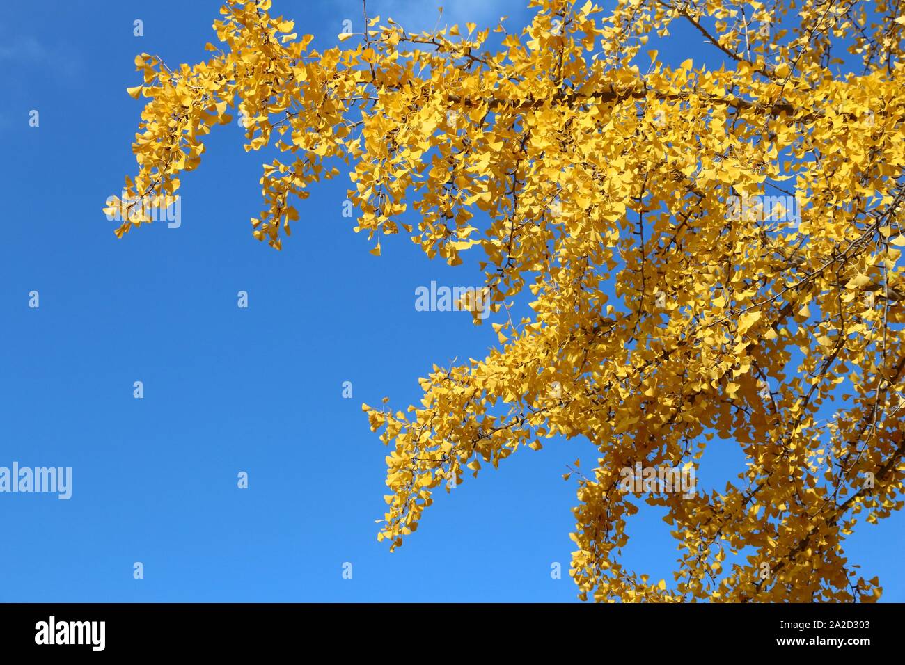 Japan autumn foliage. Ginkgo tree yellow leaves in Osaka, Japan Stock ...