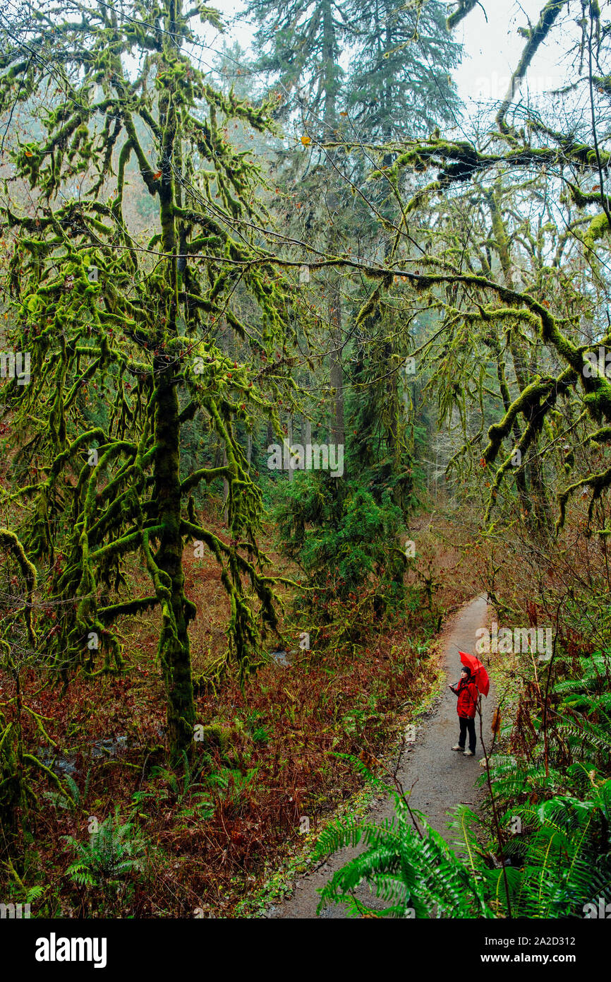 Oregon forest moss hi-res stock photography and images - Alamy