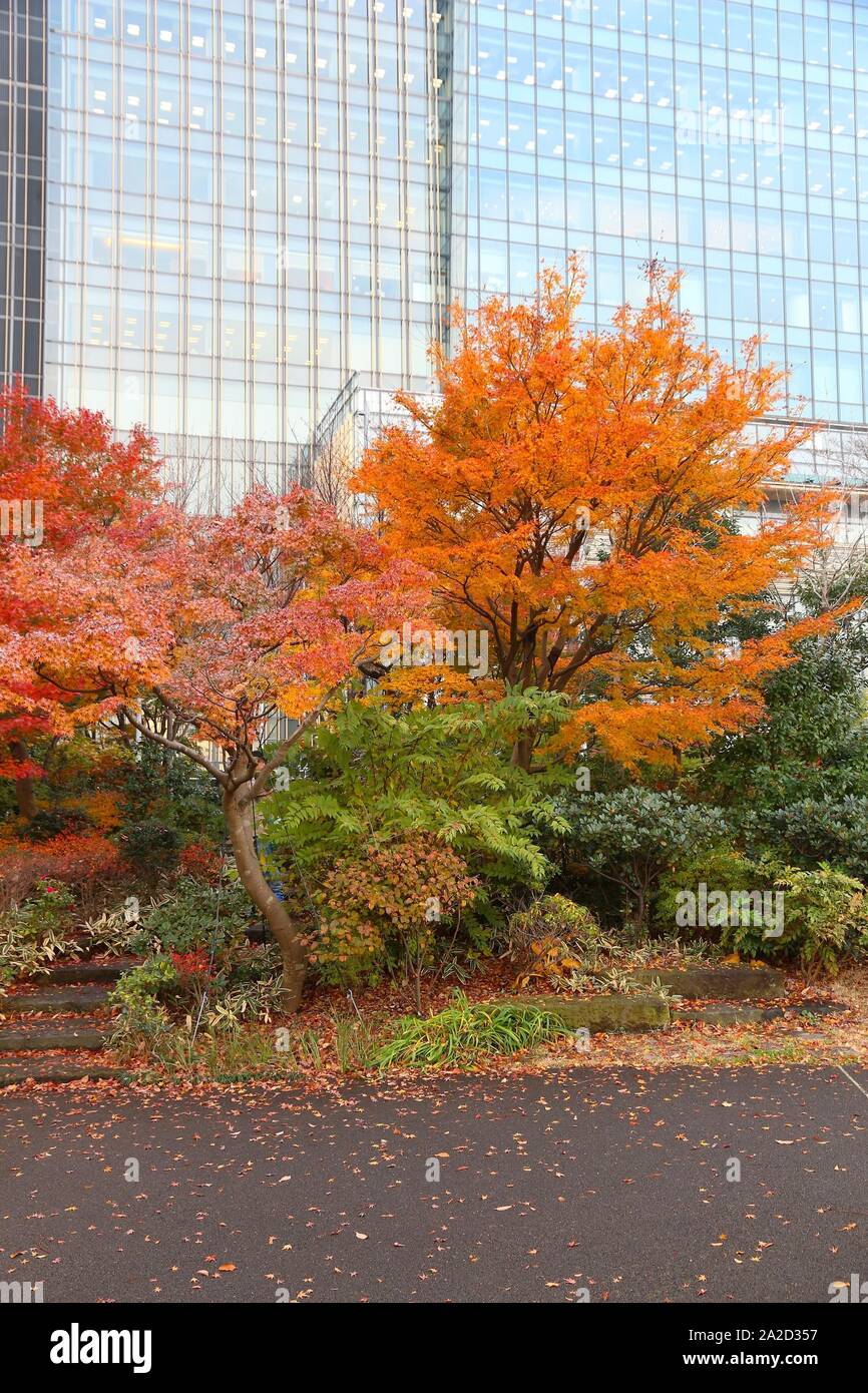 Autumn foliage in Tokyo city - maple tree orange leaves and office ...