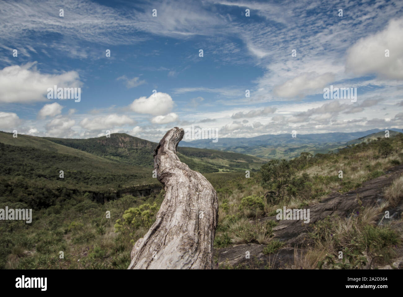 Tree trunk in perspective along mountainous landscape Stock Photo - Alamy