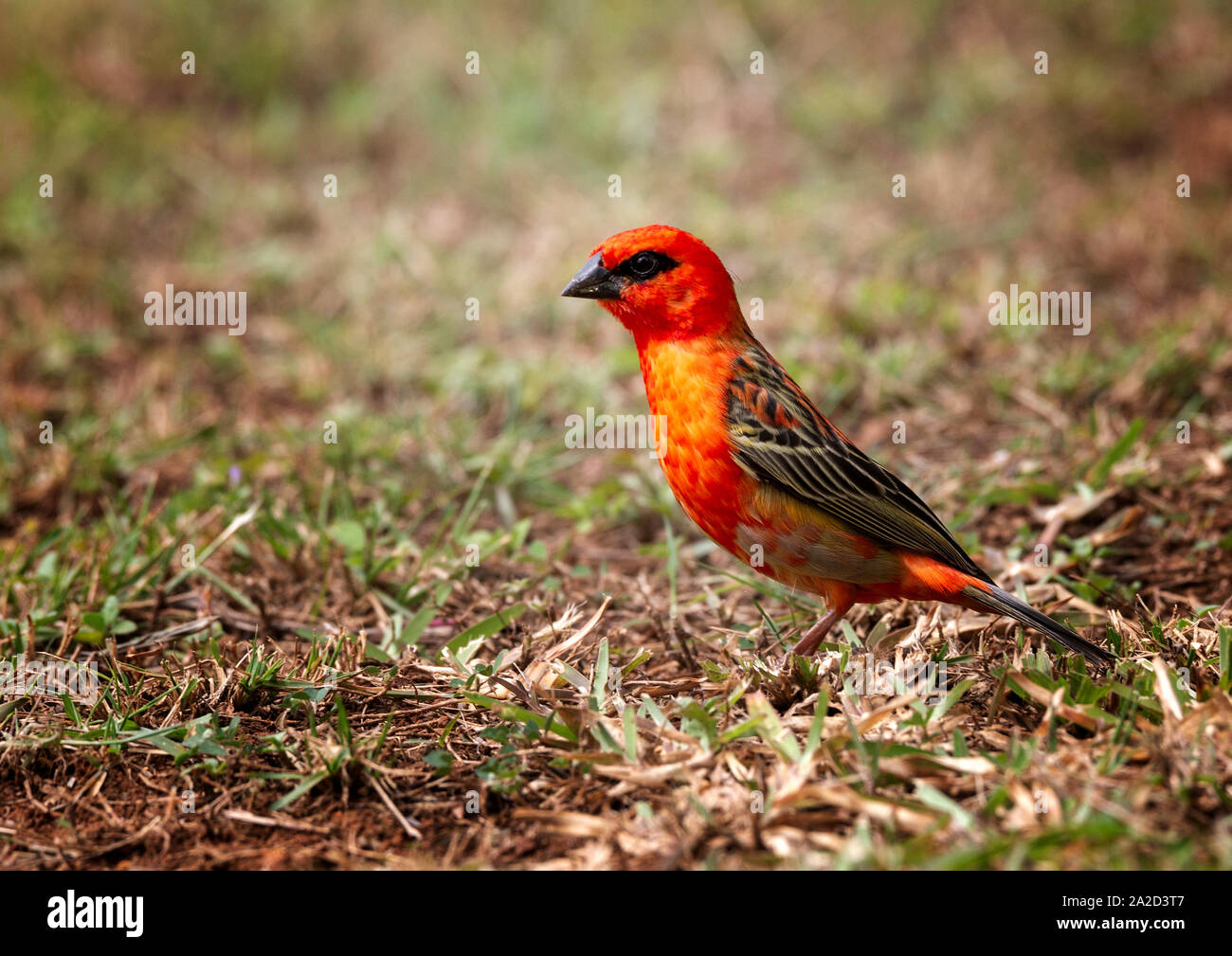 Fody bird seychelles fody hi-res stock photography and images - Alamy
