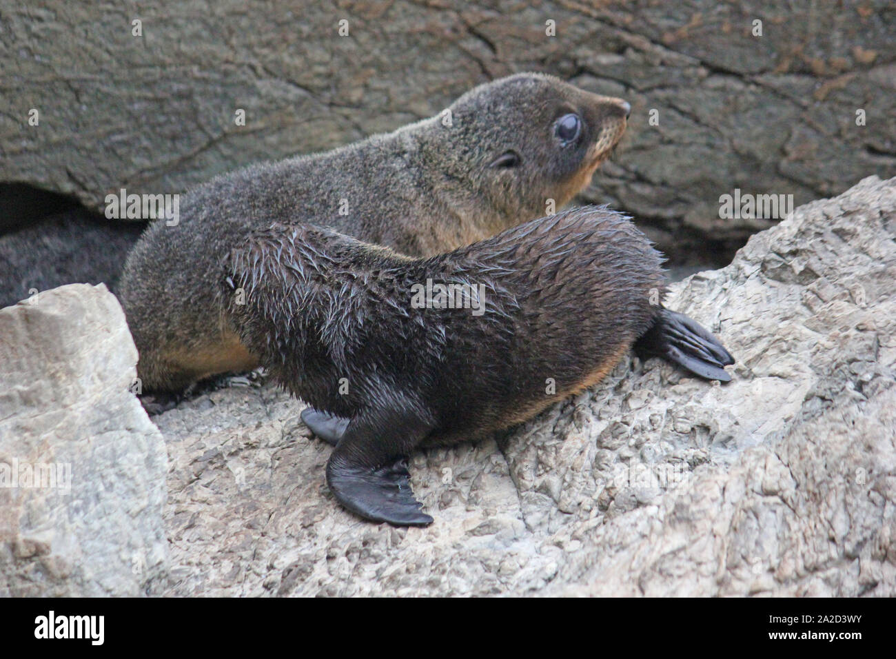 Fur seal chilling at the Pacific Ocean on the South Island of New ...