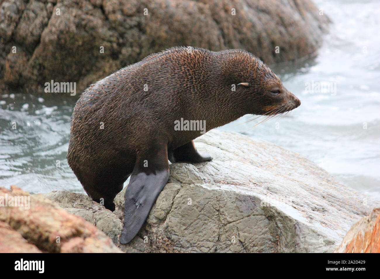 Fur seal chilling at the Pacific Ocean on the South Island of New ...