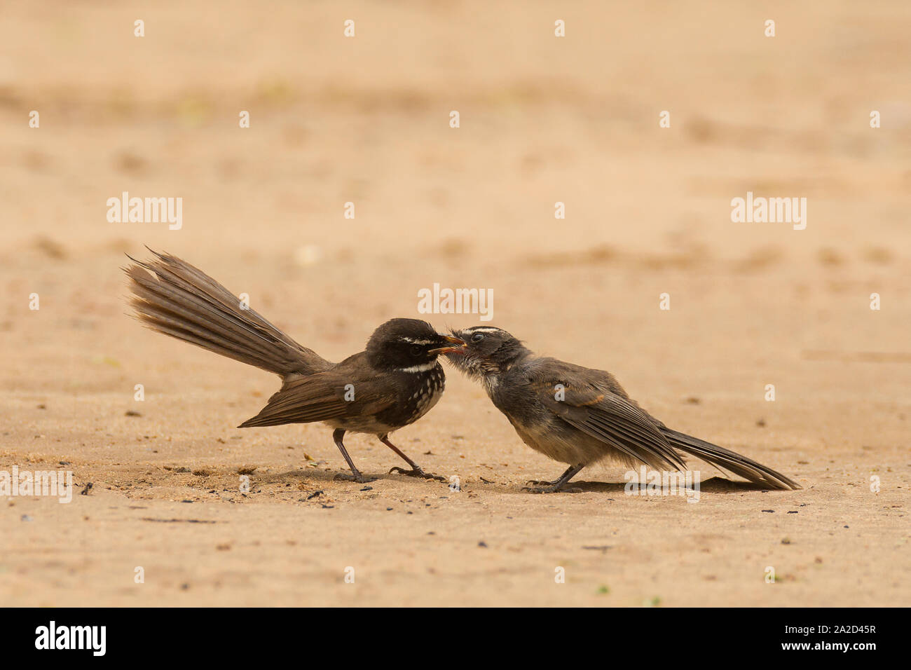 white-spotted fantail (rhipidura albicollis albogularis) feeding its ...