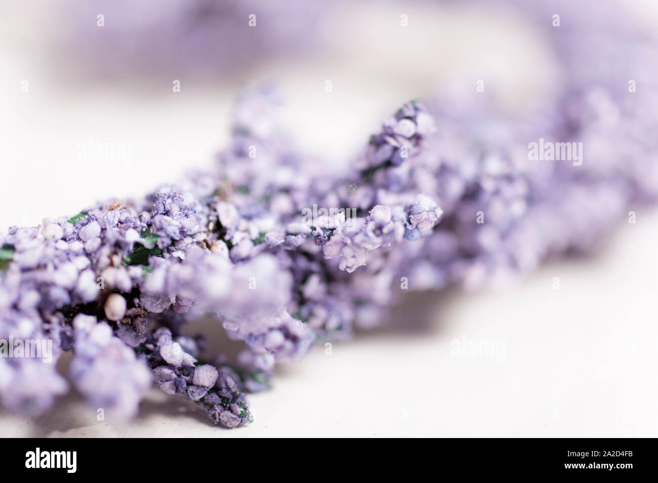 Lavender buds hi-res stock photography and images - Alamy