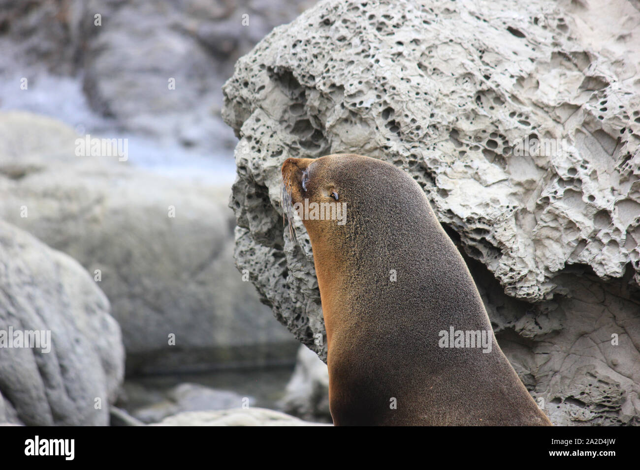 Fur seal chilling at the Pacific Ocean on the South Island of New ...
