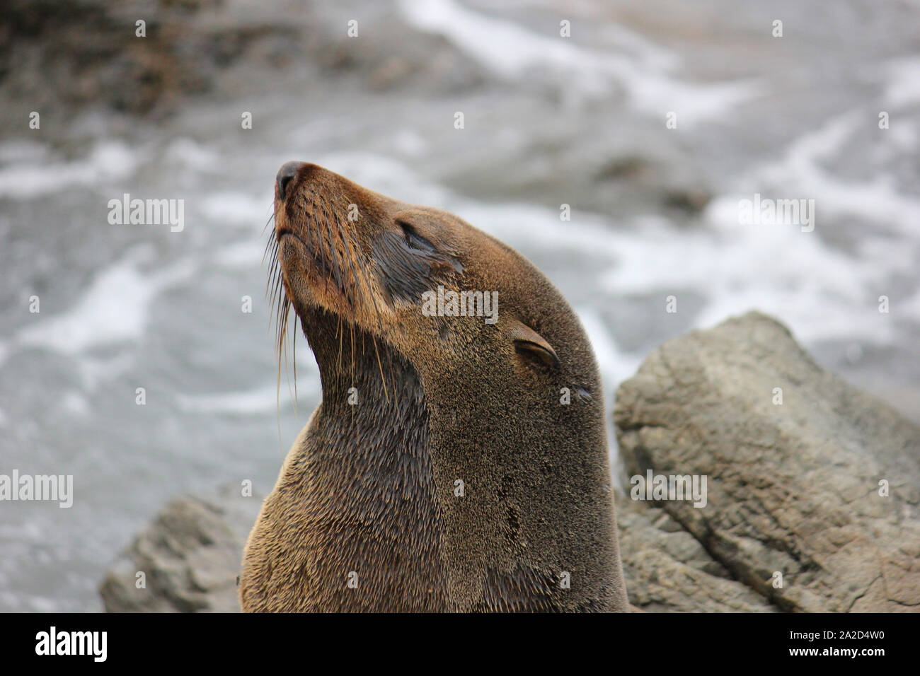 Fur seal chilling at the Pacific Ocean on the South Island of New ...