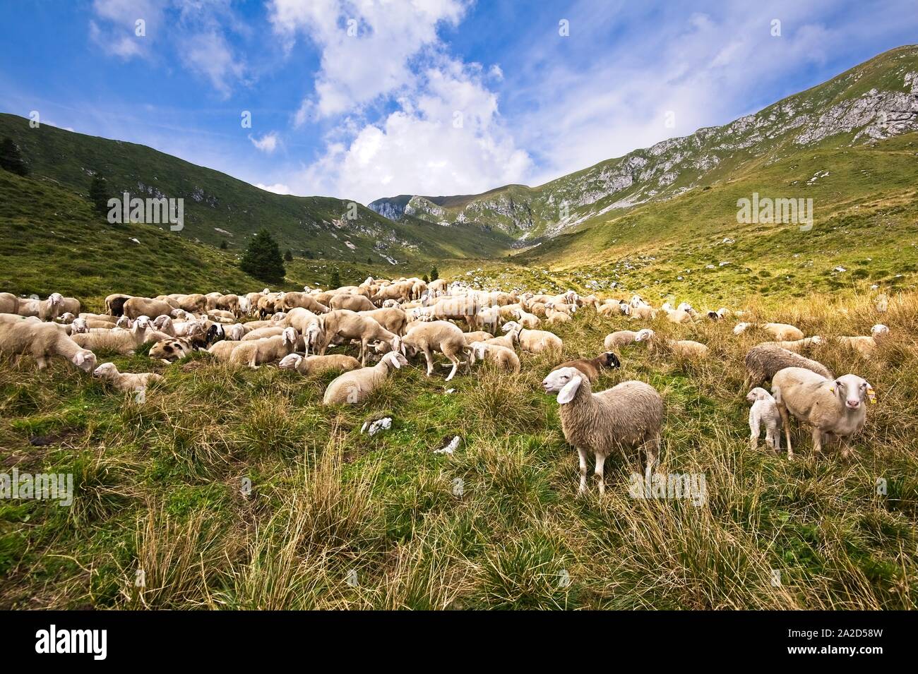 Livestock farm, flock of sheep in mountains Stock Photo - Alamy
