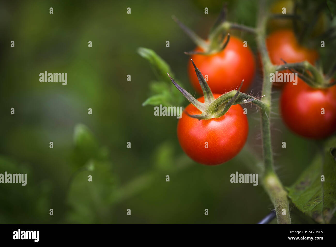 Close up of ripe red cherry tomatoes growing on a plant in a garden ...