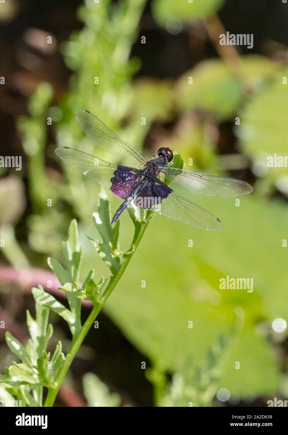 Phantom flutterer dragonfly hi-res stock photography and images - Alamy