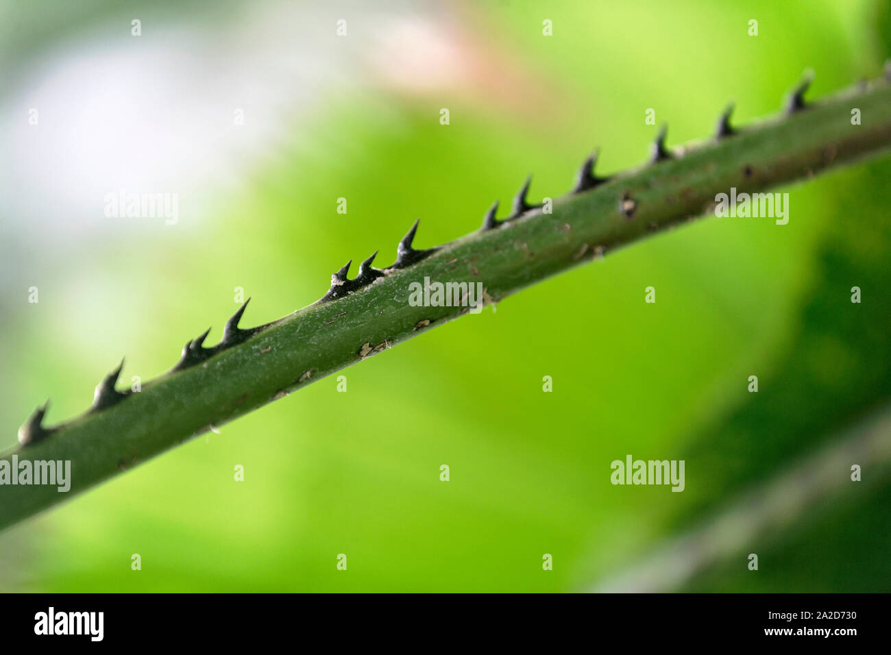 Thorn Forest High Resolution Stock Photography and Images - Alamy